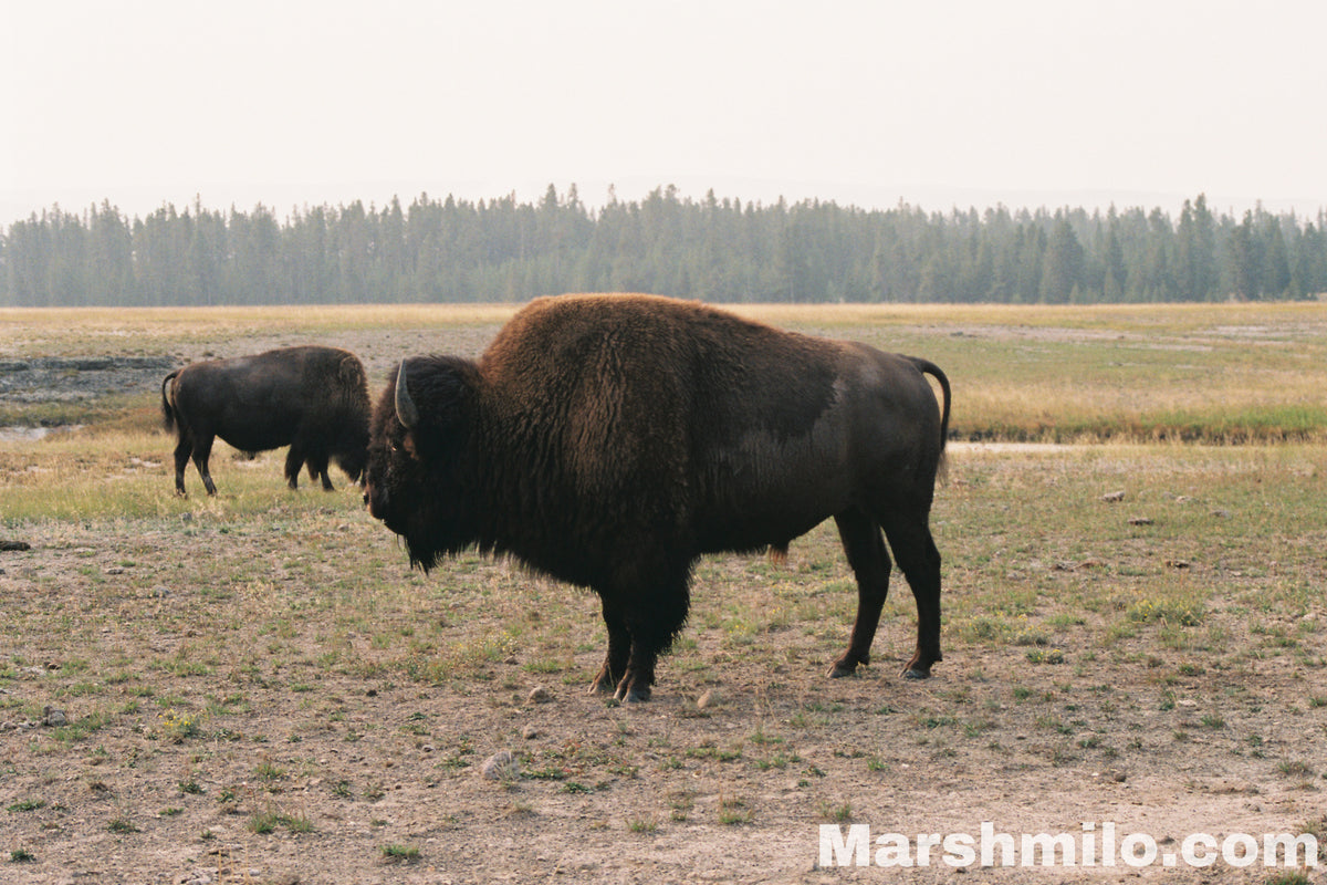 Yellowstone Bison – marshmilo